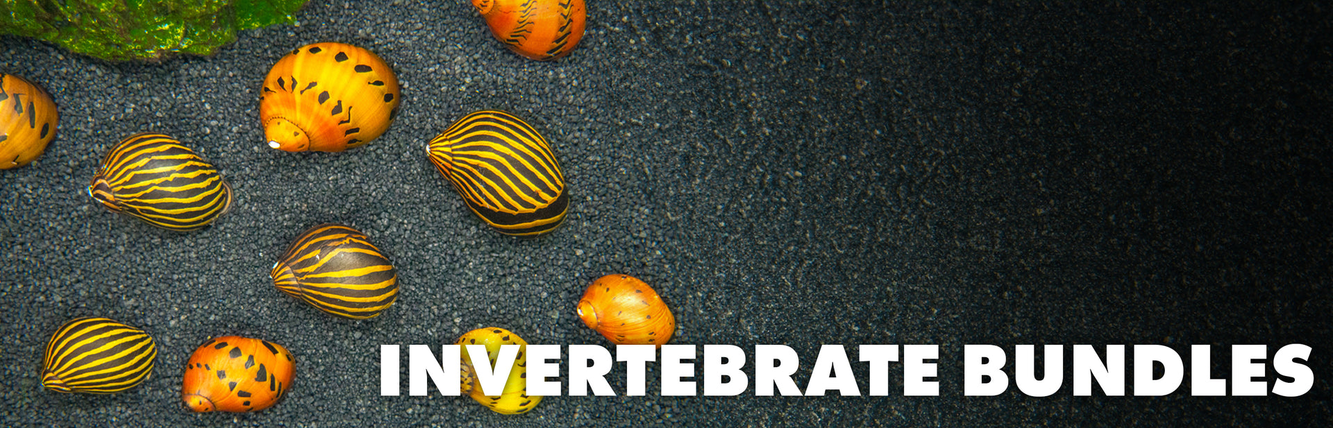 Invertebrate Bundles – Aquatic Arts