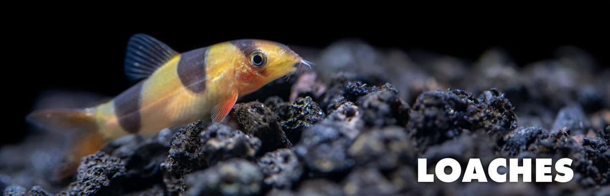 Loaches – Aquatic Arts