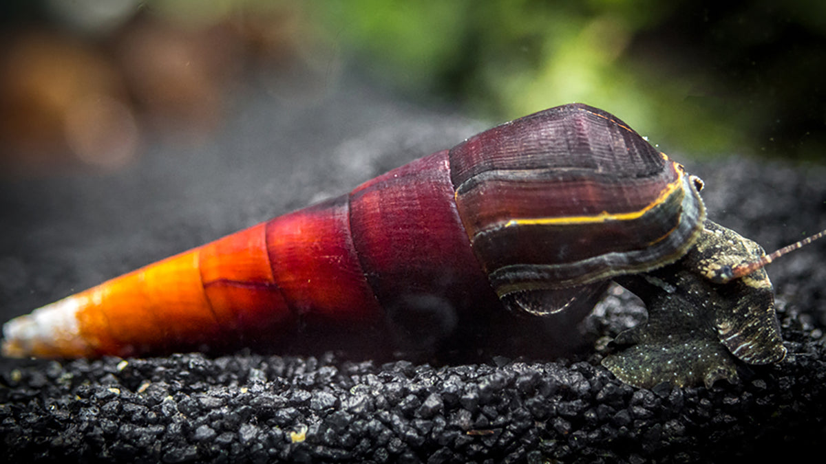 Spike Snails – Aquatic Arts