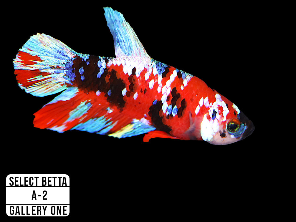 Premium Select Betta Fish (Betta splendens) - WYSIWYG Gallery One ...