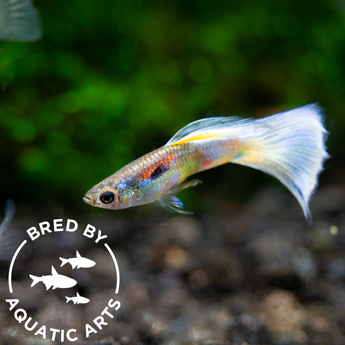 Blue Satin Pearl Tail Guppy (Poecilia reticulata "Gaga"), BREDBY: Aqua ...