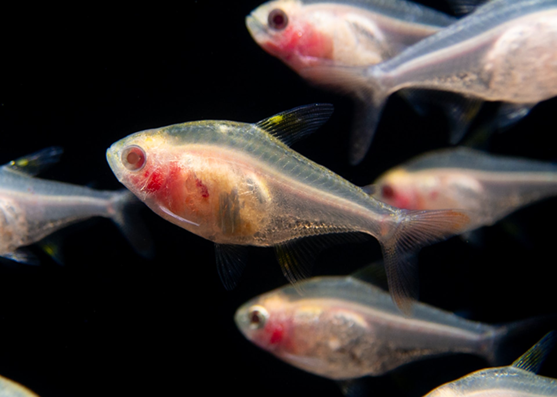 Golden X-Ray Tetra (Pristella maxillaris), Tank Bred - Aquatic Arts