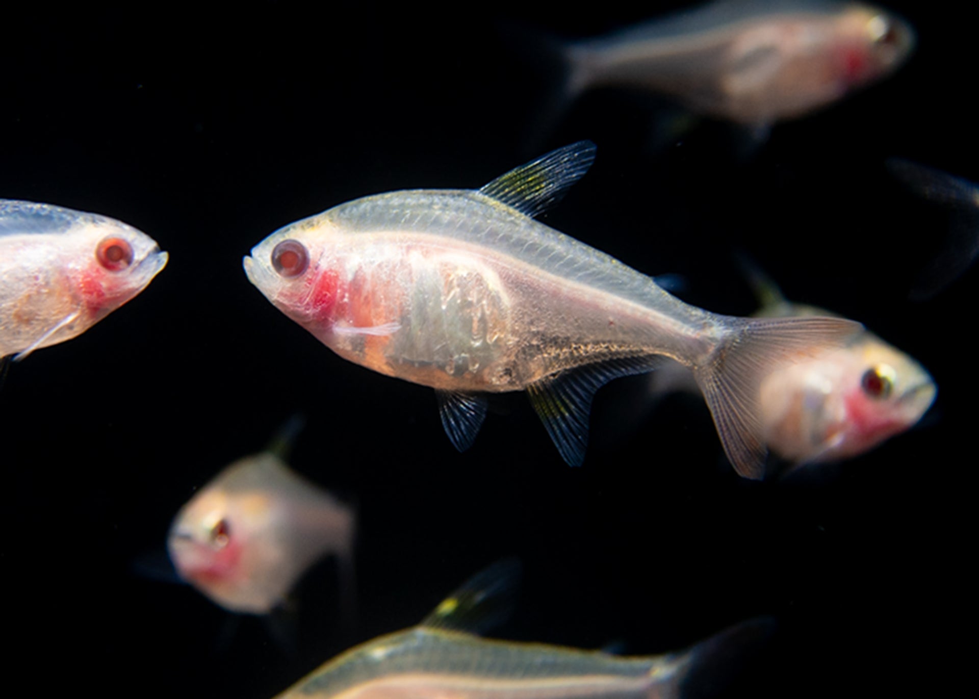Golden X-Ray Tetra (Pristella maxillaris), Tank Bred - Aquatic Arts