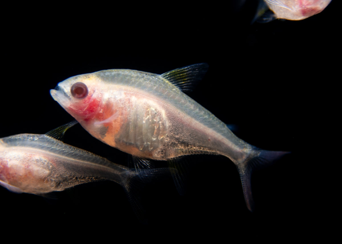 Golden X-Ray Tetra (Pristella maxillaris), Tank Bred - Aquatic Arts