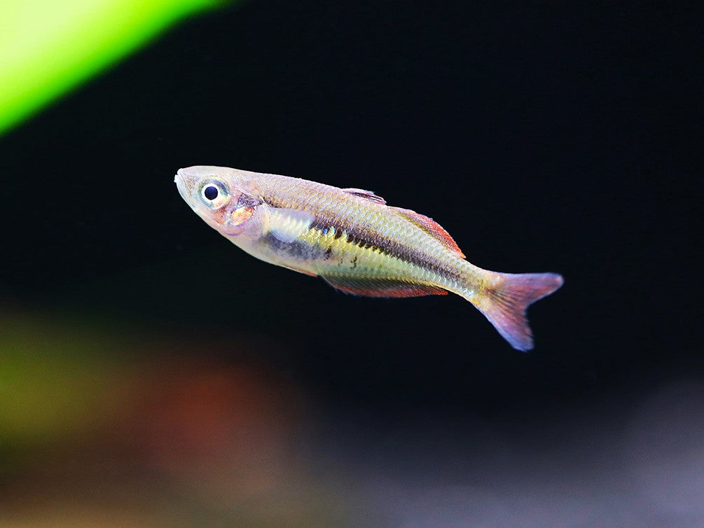 Alleni Rainbowfish (Chilatherina alleni) – Tank-Bred – Aquatic Arts