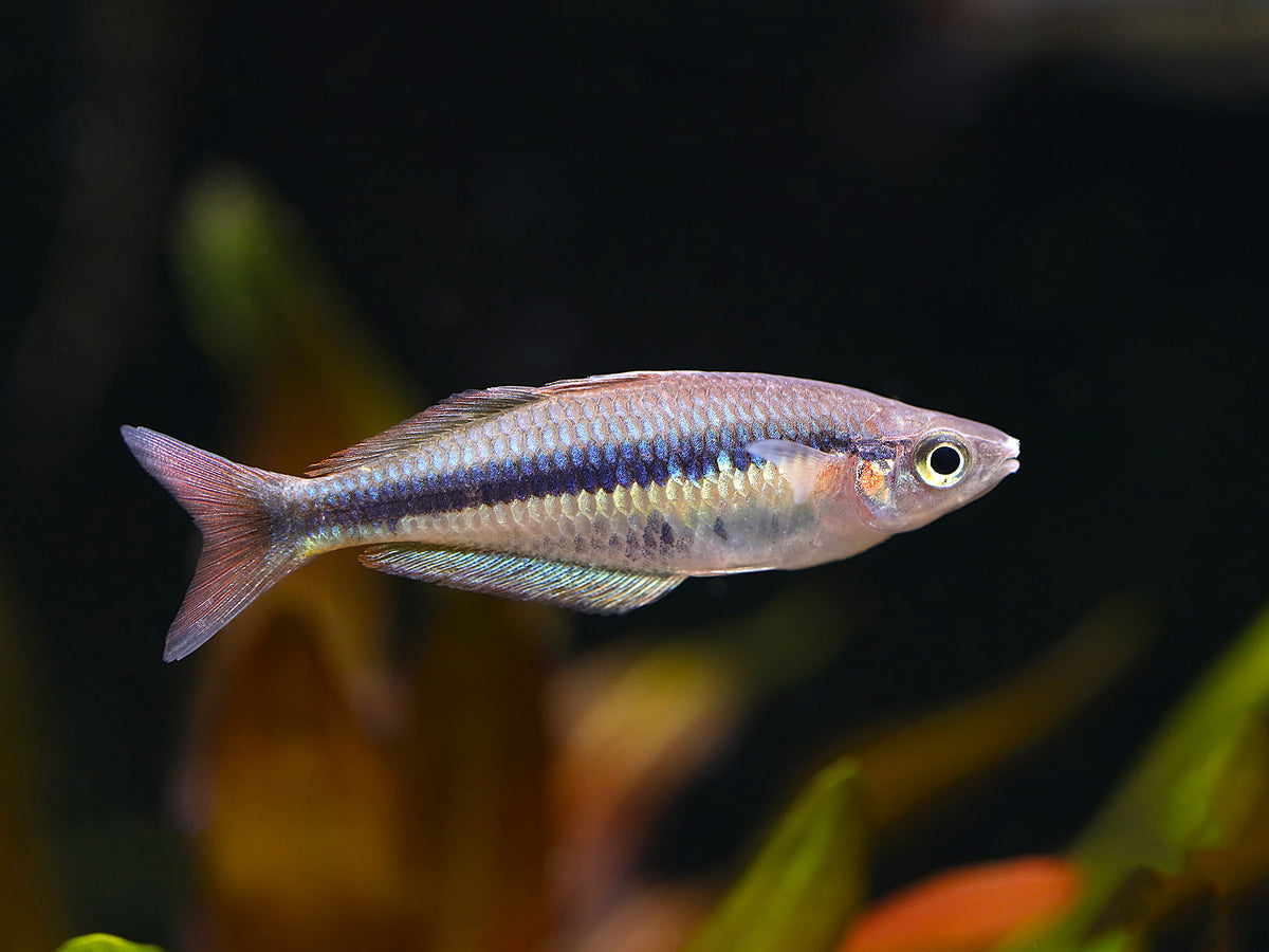 Alleni Rainbowfish (Chilatherina alleni) – Tank-Bred – Aquatic Arts