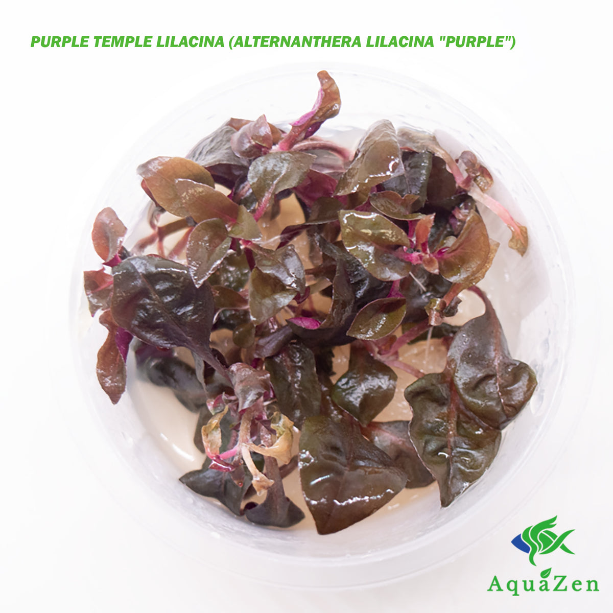 Purple Temple Lilacina (Alternanthera Lilacina "Purple") Tissue Culture ...