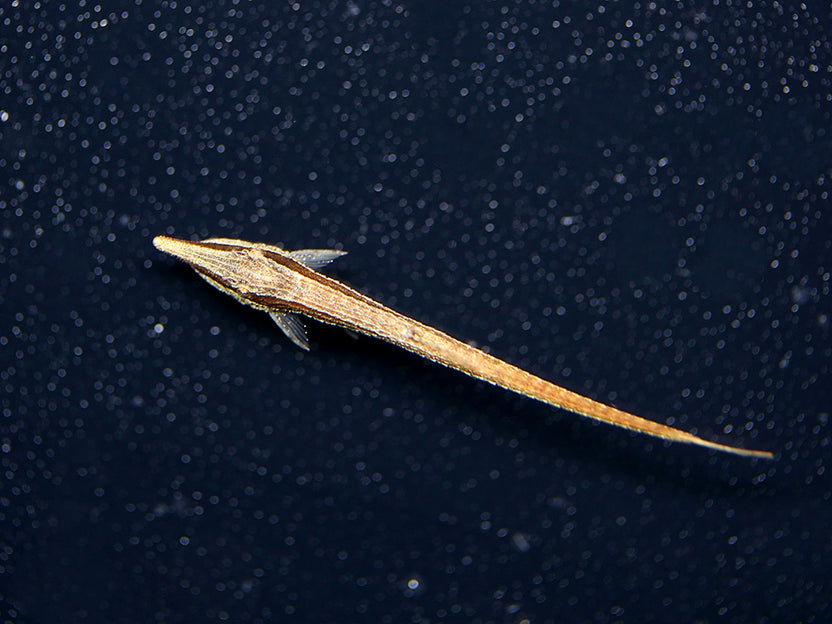 Freshwater Fish Store | Buy Live Fish Online - Aquatic Arts