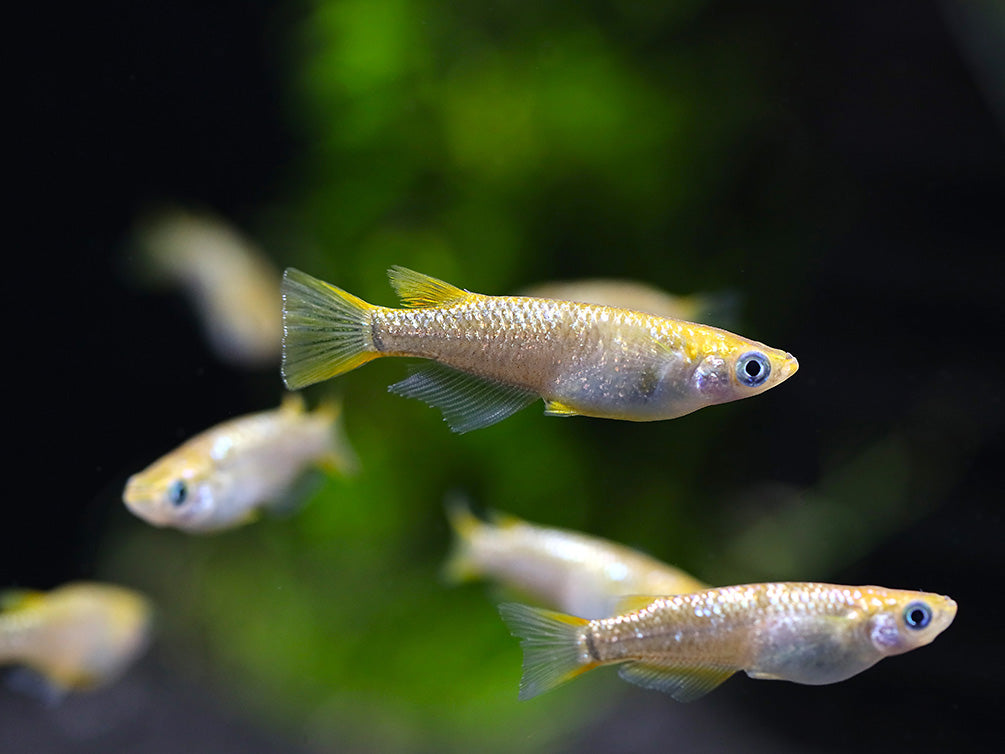 Amber Lame Medaka Ricefish (Oryzias latipes 'Amber Lame') – Tank-Bred ...