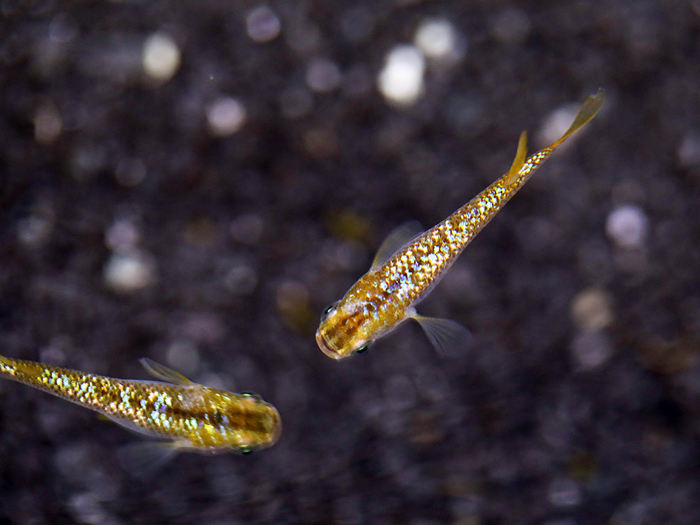 Amber Lame Medaka Ricefish (Oryzias latipes 'Amber Lame') – Tank-Bred ...