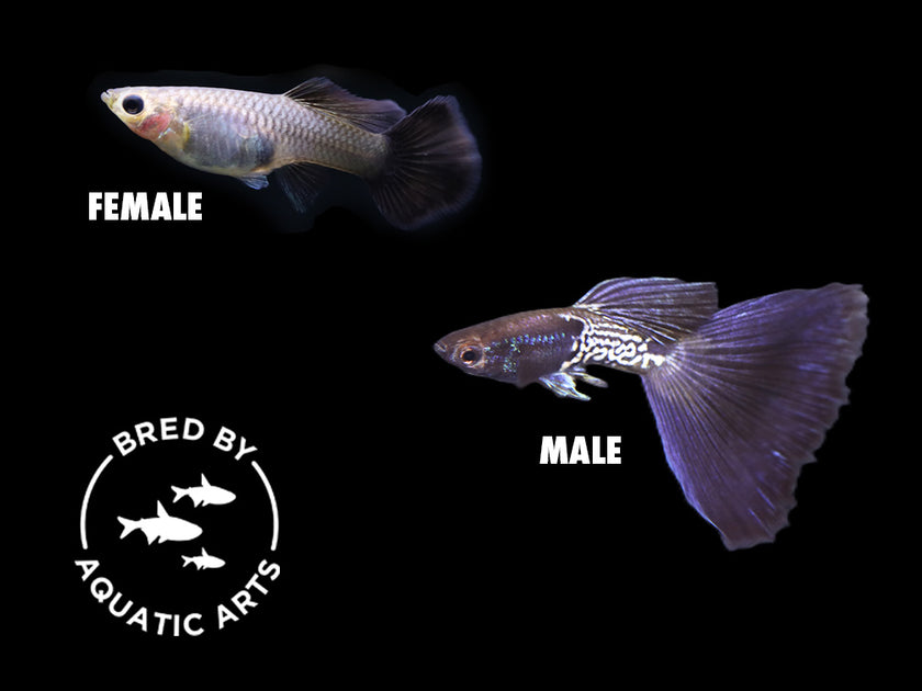 Shrimp Safe Fish (all shrimp) – Aquatic Arts