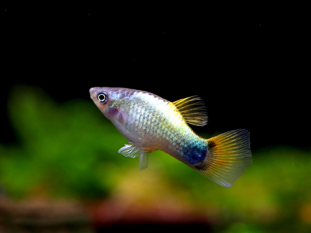 Blue Butterfly Platies aka Blue Butterfly Mickey Mouse Platy (Xiphopho ...