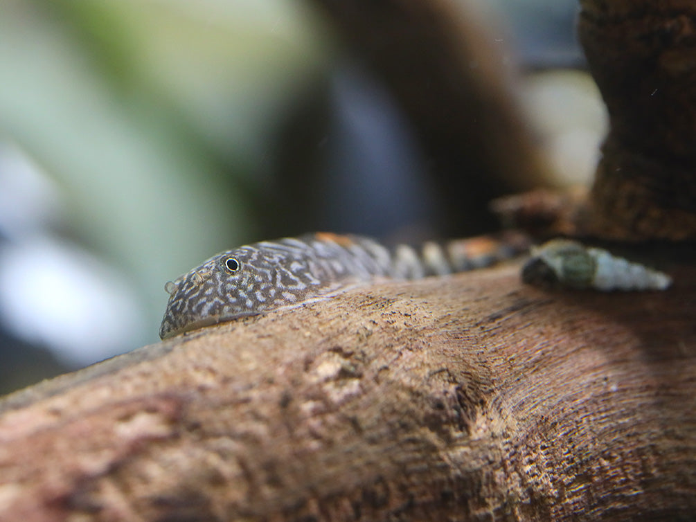 Blue Tail Borneo Loach (Gastromyzon ornaticauda) – Aquatic Arts