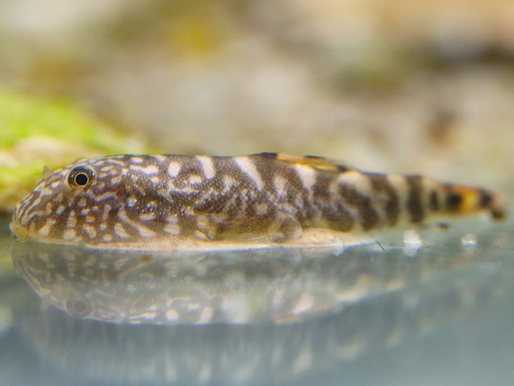 Blue Tail Borneo Loach (Gastromyzon ornaticauda) – Aquatic Arts