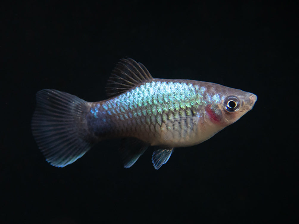 Blue Neon Wag Platy (Xiphophorus maculatus) - Aquatic Arts on sale ...