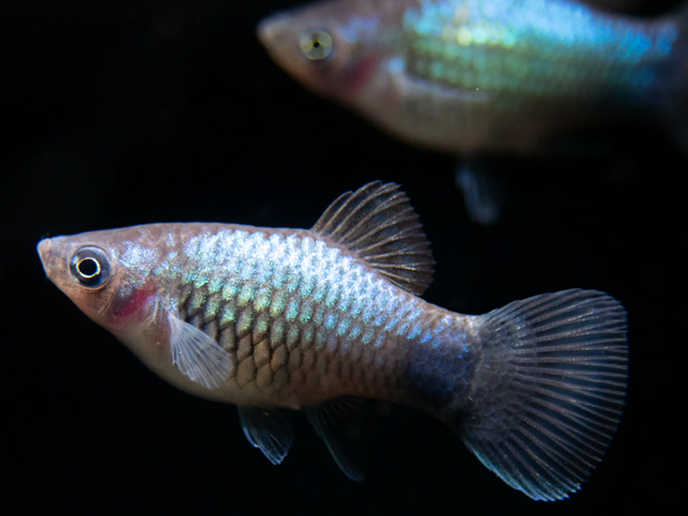 Blue Neon Wag Platy (Xiphophorus maculatus) - Aquatic Arts on sale ...