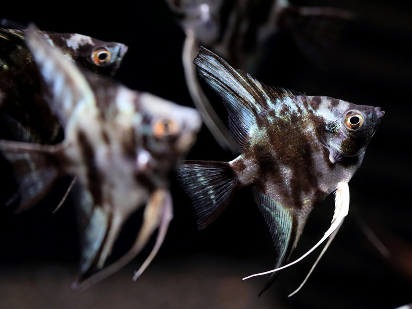 Freshwater Fish Store | Buy Live Fish Online - Aquatic Arts