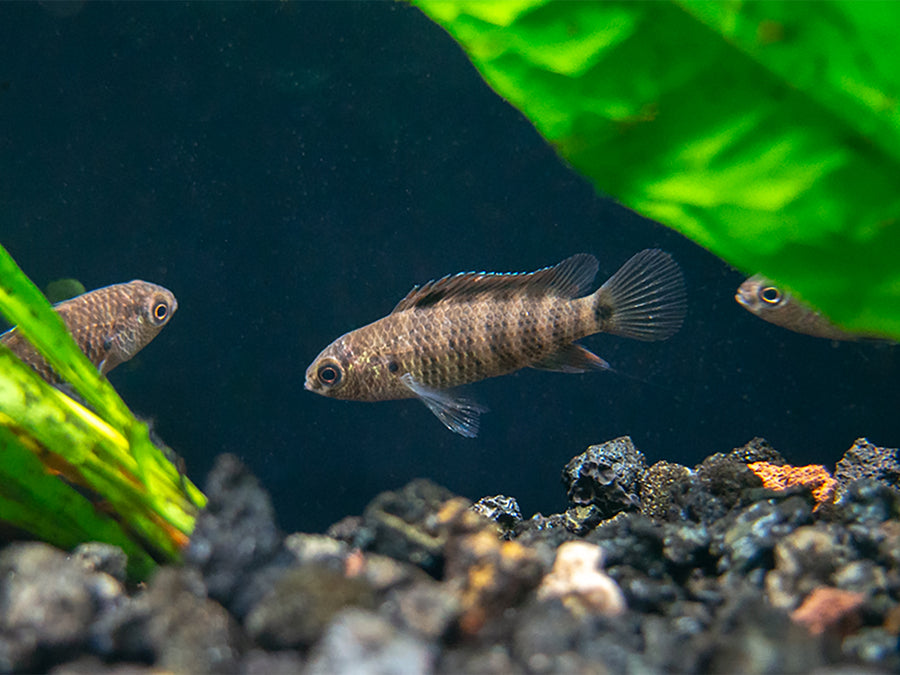 Blue Badis - Aquatic Arts