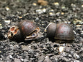 Blueberry Snails (Viviparus sp.) – Aquatic Arts