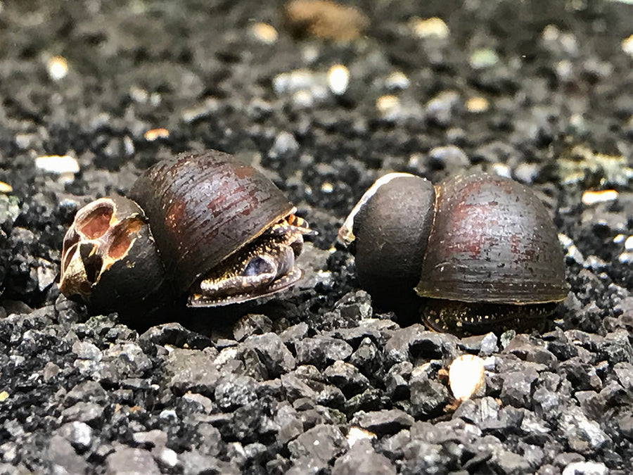 Blueberry Snails (Viviparus sp.) – Aquatic Arts