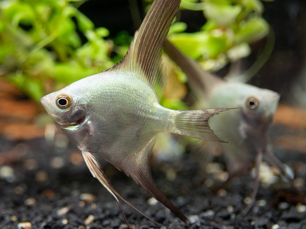 Bulgarian Green Seal Point Angelfish (Pterophyllum Scalare ) - Tank ...