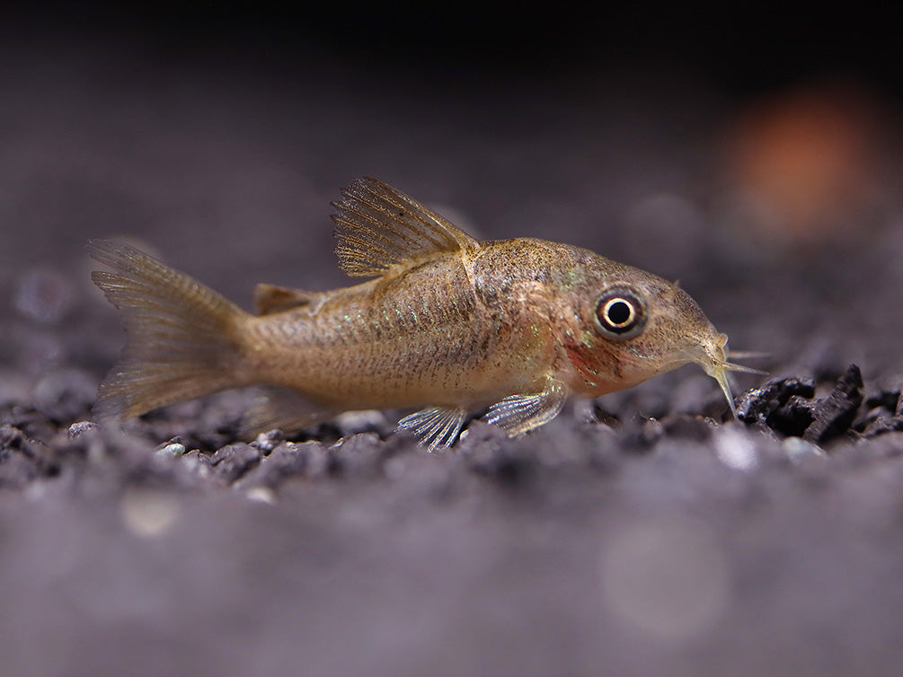 C005 Pantanalensis Cory (Corydoras pantanalensis) – Aquatic Arts