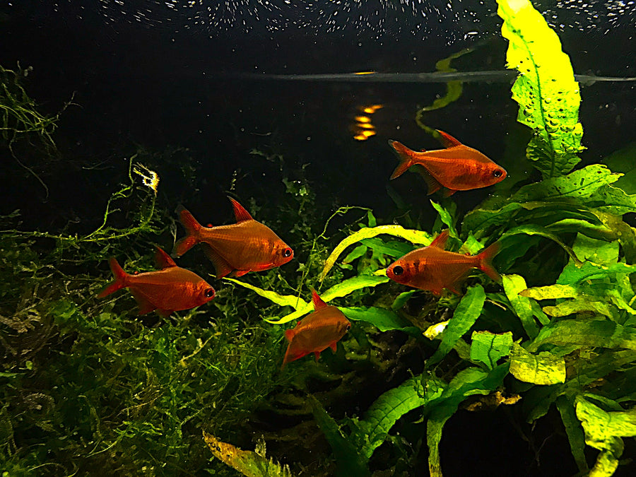 Muzel Red Cherry Tetra (Hyphessobrycon sp. 'Muzel Red Cherry') – Tank ...