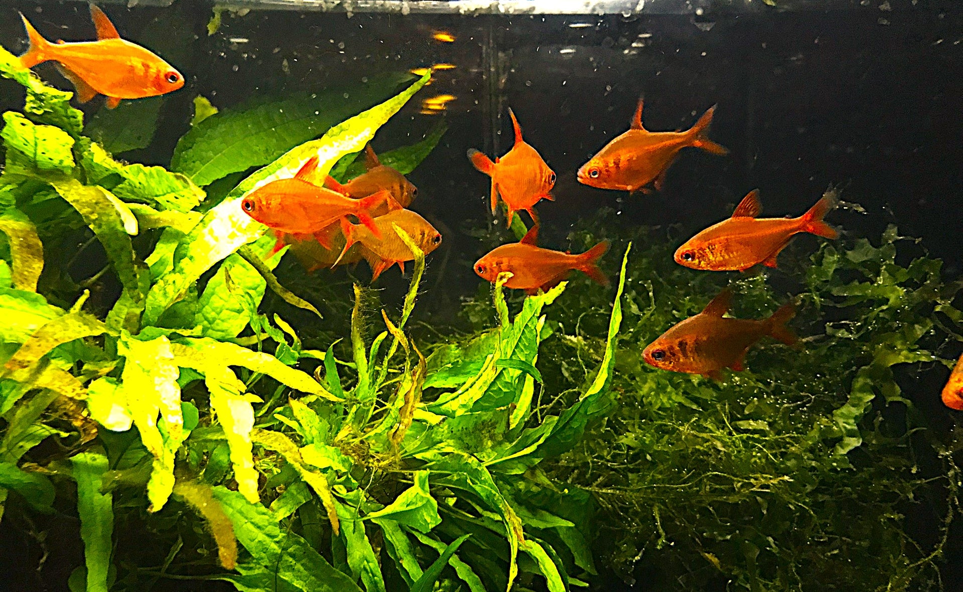 Muzel Red Cherry Tetra (Hyphessobrycon sp. 'Muzel Red Cherry') – Tank ...