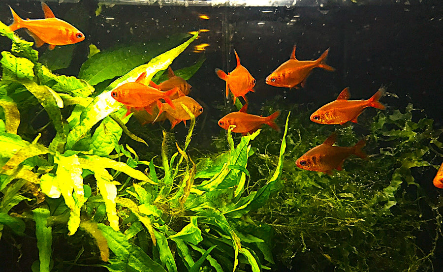 Muzel Red Cherry Tetra (Hyphessobrycon sp. 'Muzel Red Cherry') – Tank ...