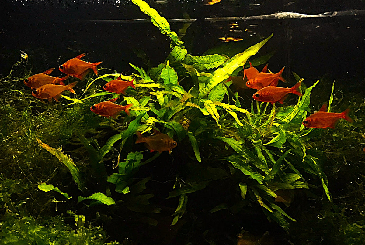 Muzel Red Cherry Tetra (Hyphessobrycon sp. 'Muzel Red Cherry') – Tank ...