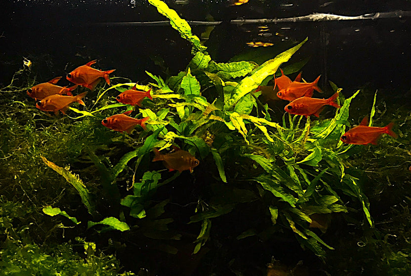 Muzel Red Cherry Tetra (Hyphessobrycon sp. 'Muzel Red Cherry') – Tank ...