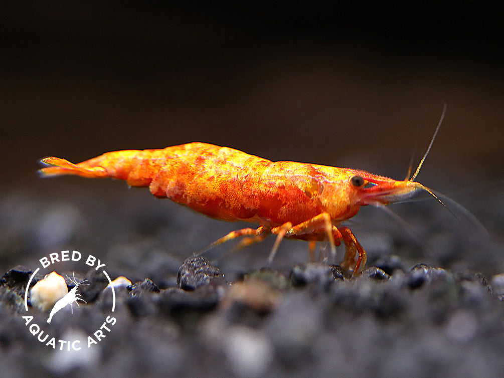 Calico Sunkist Shrimp (Neocaridina davidi) – Bred by Aquatic Arts