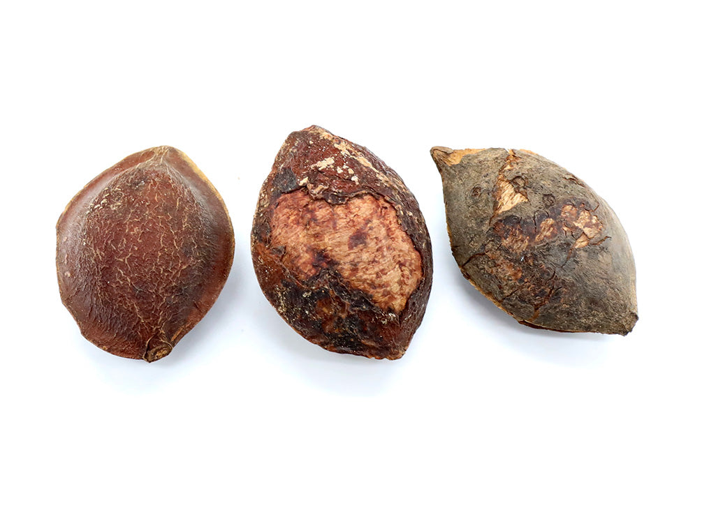 Indian Catappa Seed Pods – Aquatic Arts