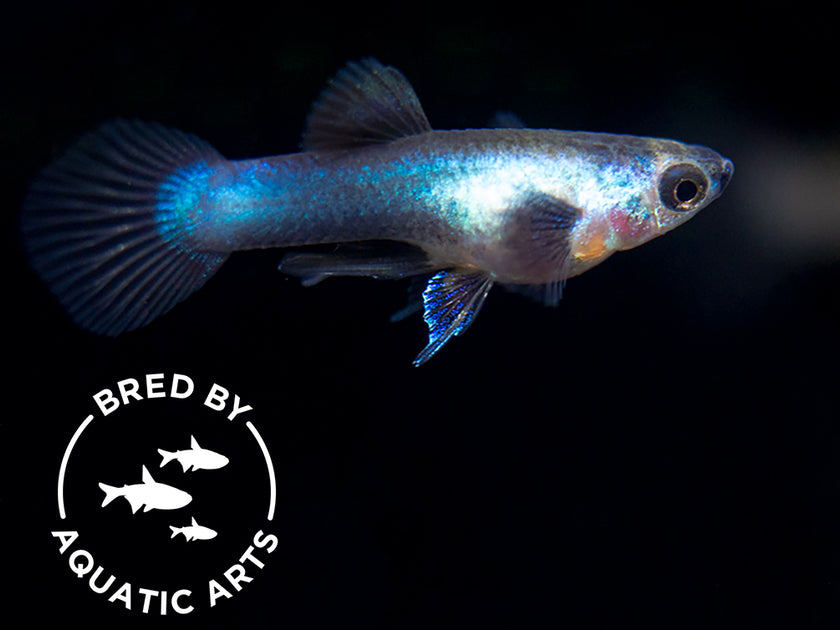 Locally-Bred Fish – Aquatic Arts