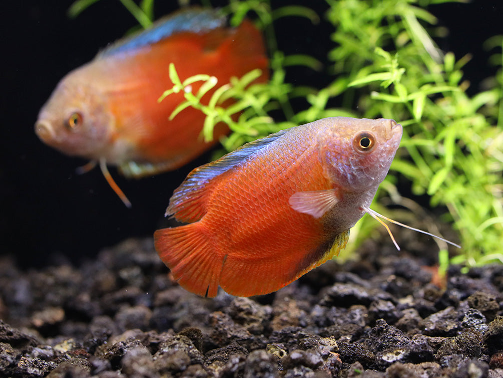 Flame Dwarf Gourami (Trichogaster lalius) – Tank Bred – Aquatic Arts