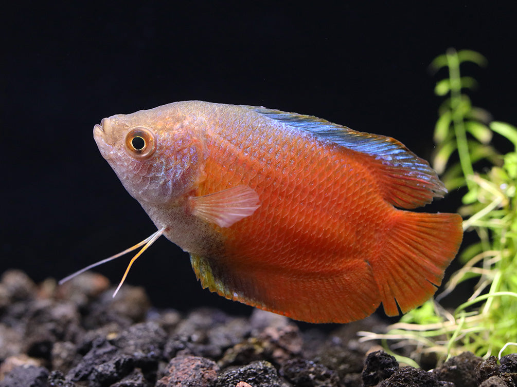 Flame Dwarf Gourami (Trichogaster lalius) – Tank Bred – Aquatic Arts