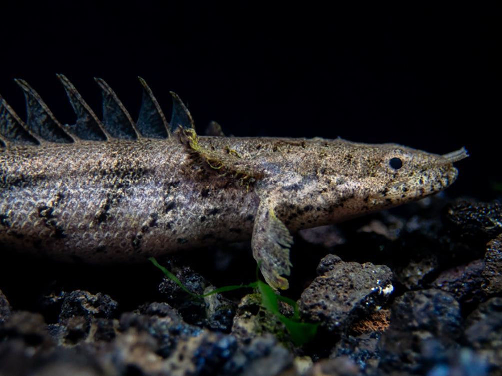 Barred Bichir (Polypterus delhezi), Tank-Bred - Aquatic Arts