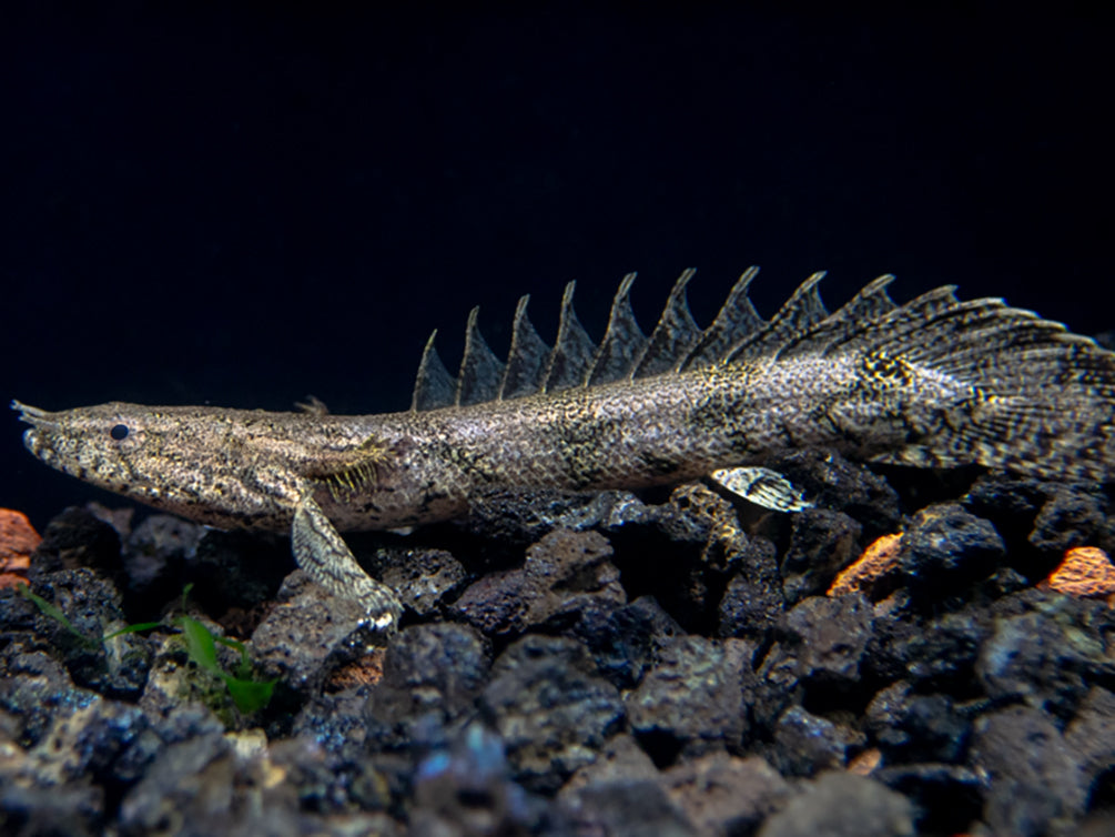 Barred Bichir (Polypterus delhezi), Tank-Bred - Aquatic Arts