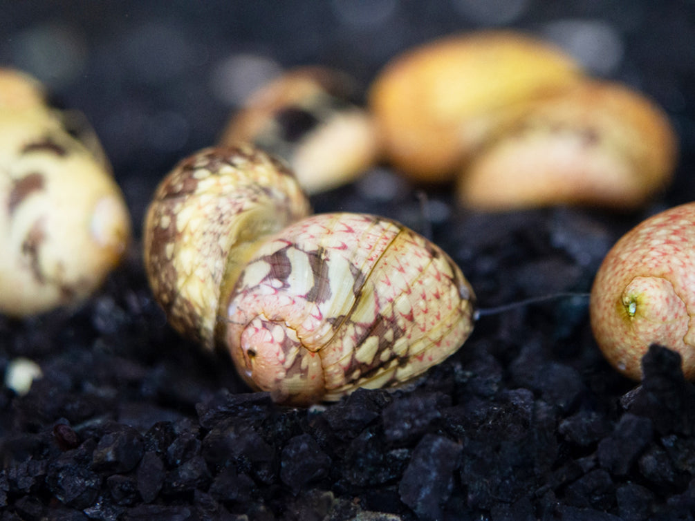 Fancy Antler Nerite Snail - (Clithon Sowerianum) – Aquatic Arts