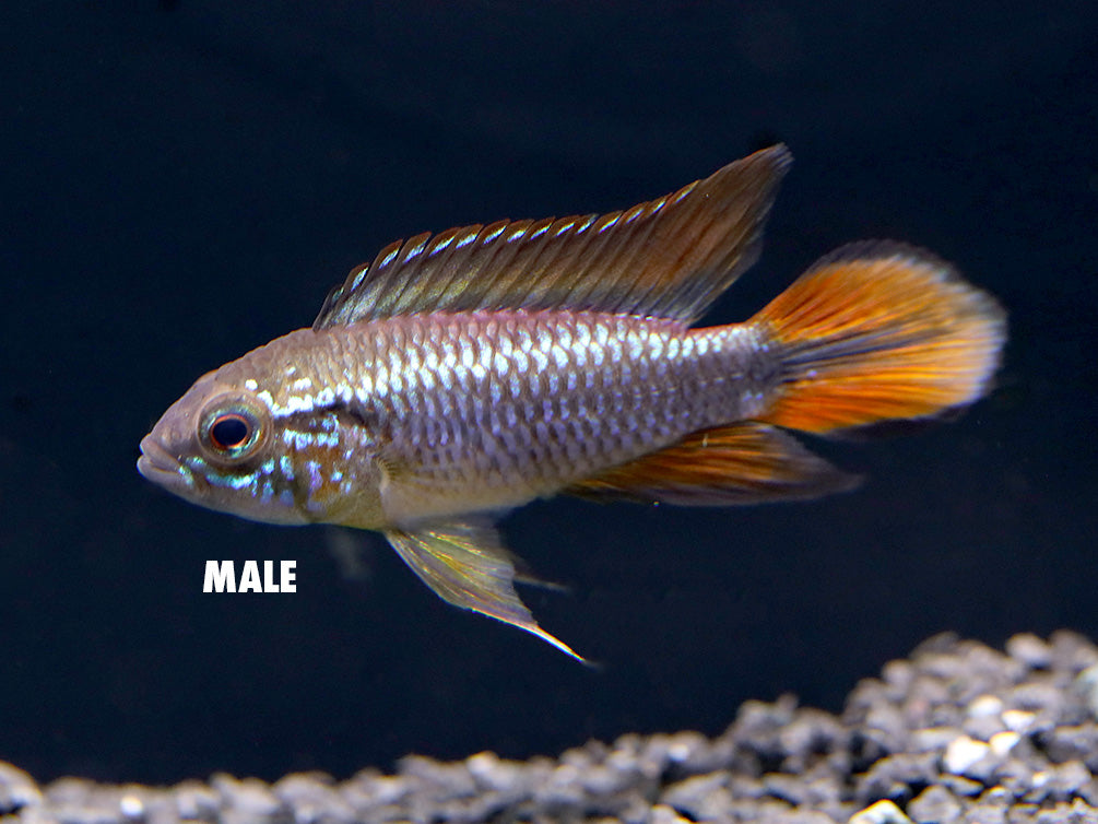 German Blue Redtail Agassizi Dwarf Cichlid (Apistogramma agassizi) - T ...