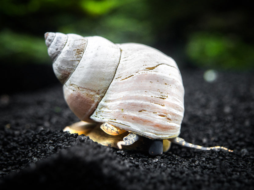 Ghost Wizard Piano Snail (Filopaludina martensi) - Aquatic Arts
