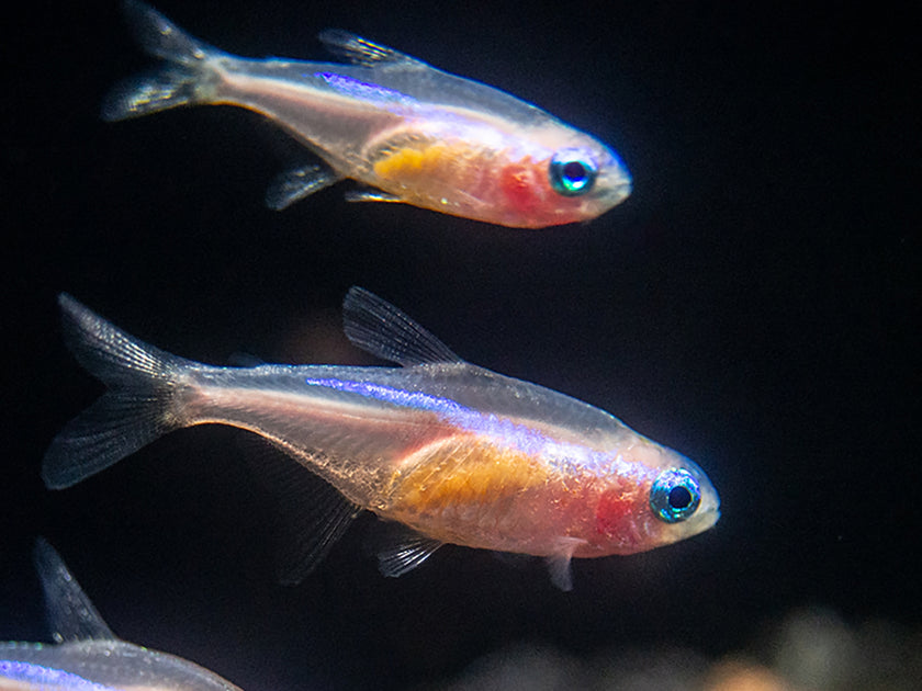 Shrimp Safe Fish (all shrimp) – Aquatic Arts