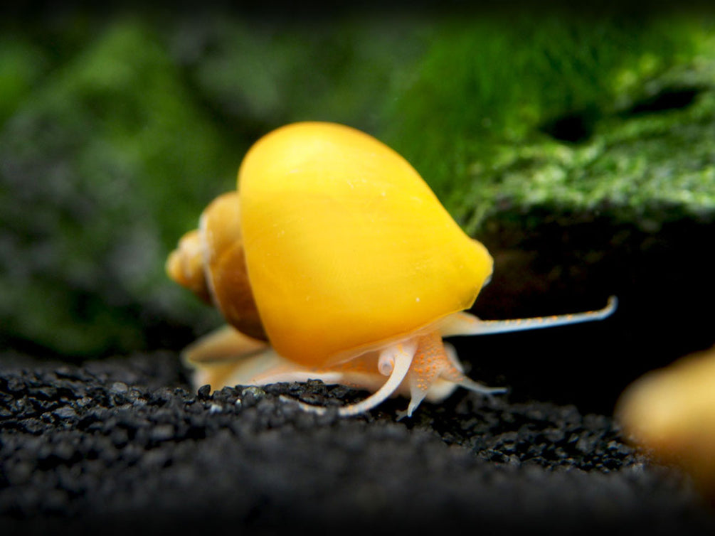 Golden Mystery Snails (Pomacea bridgesii) - Aquatic Arts