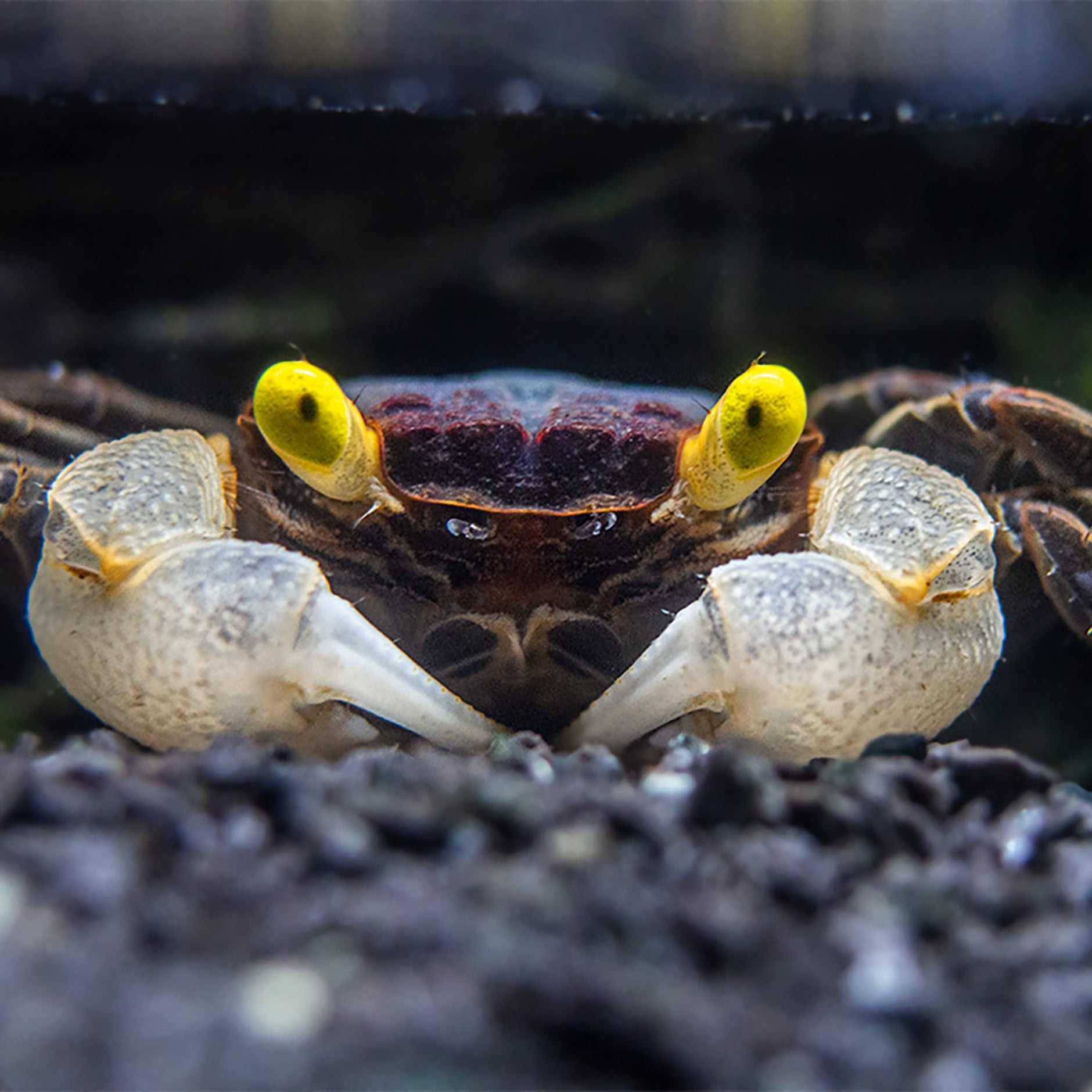 Golden Eye Vampire Crab (Geosesarma bicolor) - Aquatic Arts