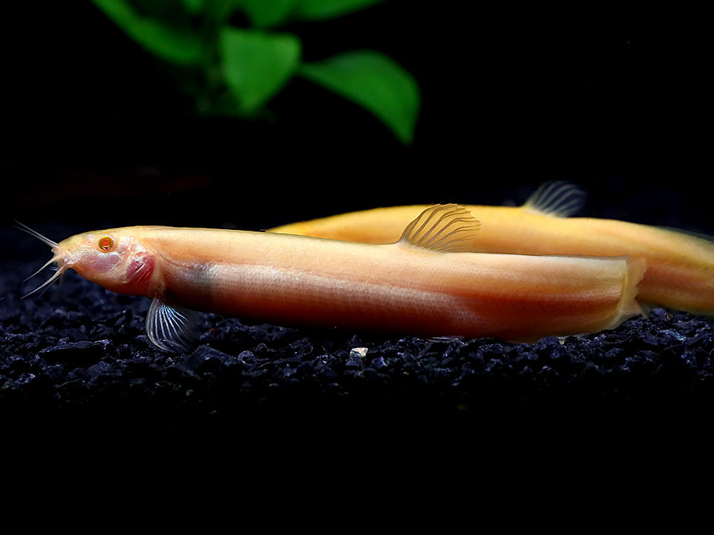 Golden Dojo Loach (Misgurnus anguillicaudatus) – Tank-Bred – Aquatic Arts