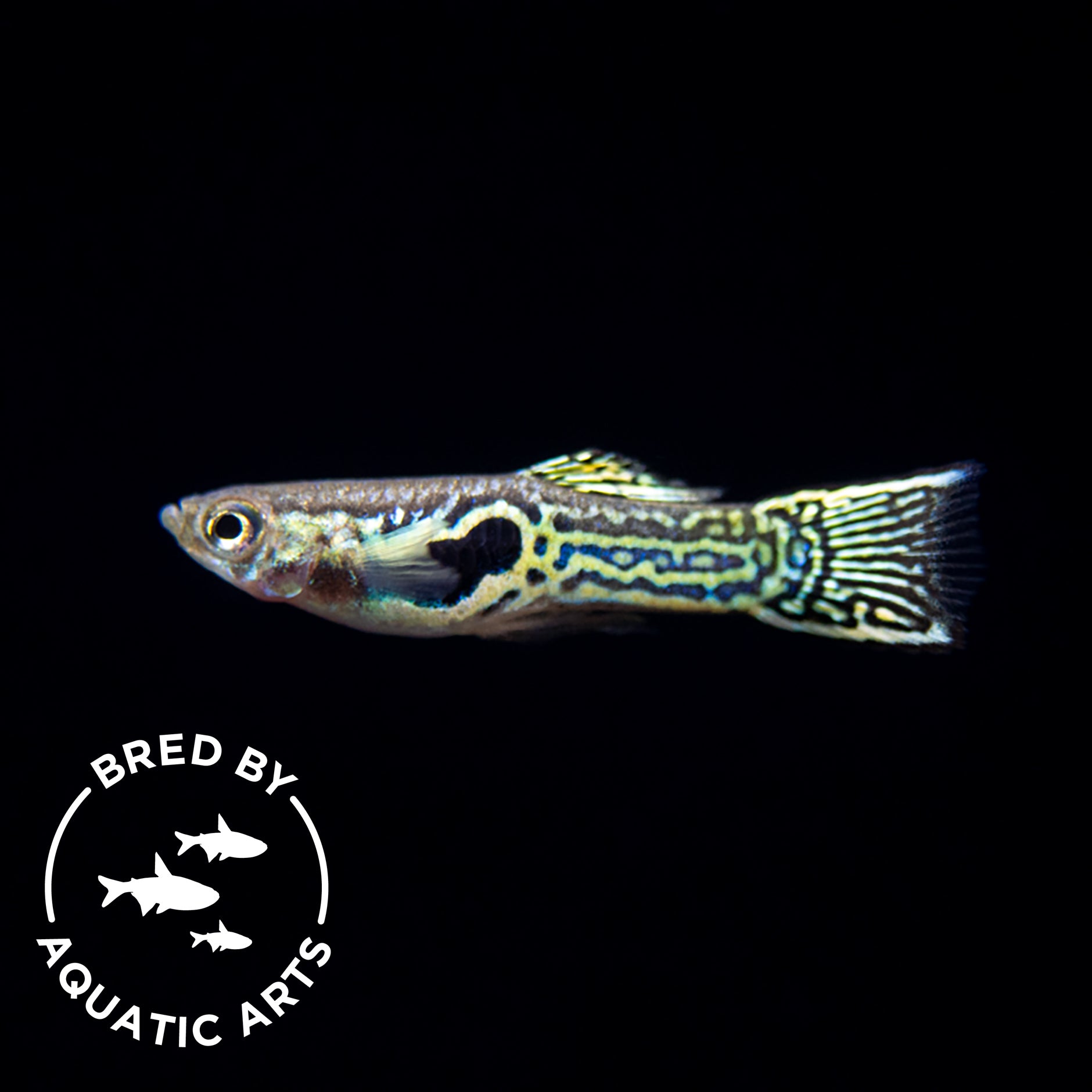 Green Cobra Guppy (Poecilia reticulata), Bredby: Aquatic Arts