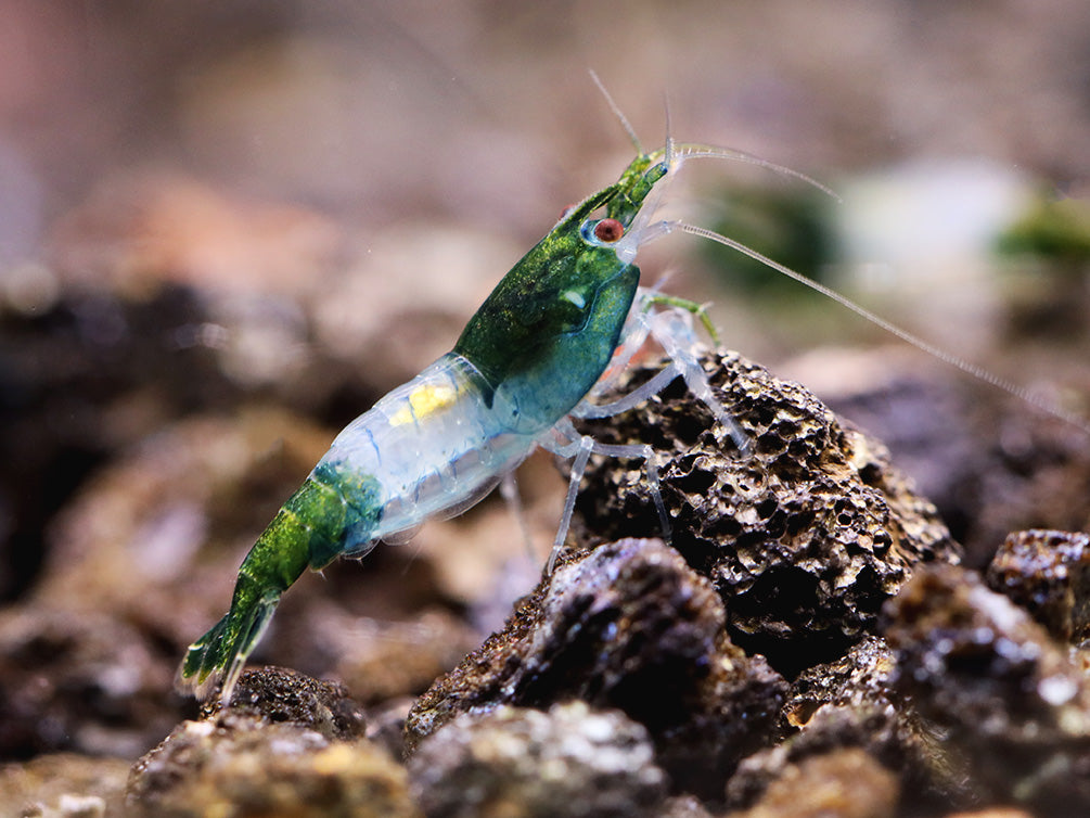 Green Rili Shrimp (Neocaridina davidi) - Tank Bred – Aquatic Arts