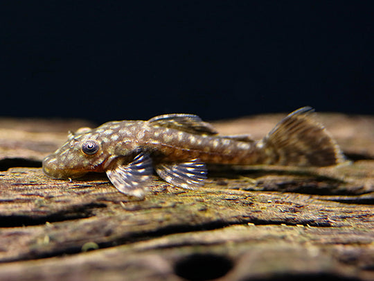 Honeycomb Bristlenose Pleco (Ancistrus sp. “Wabenmuster”) – Tank Bred ...