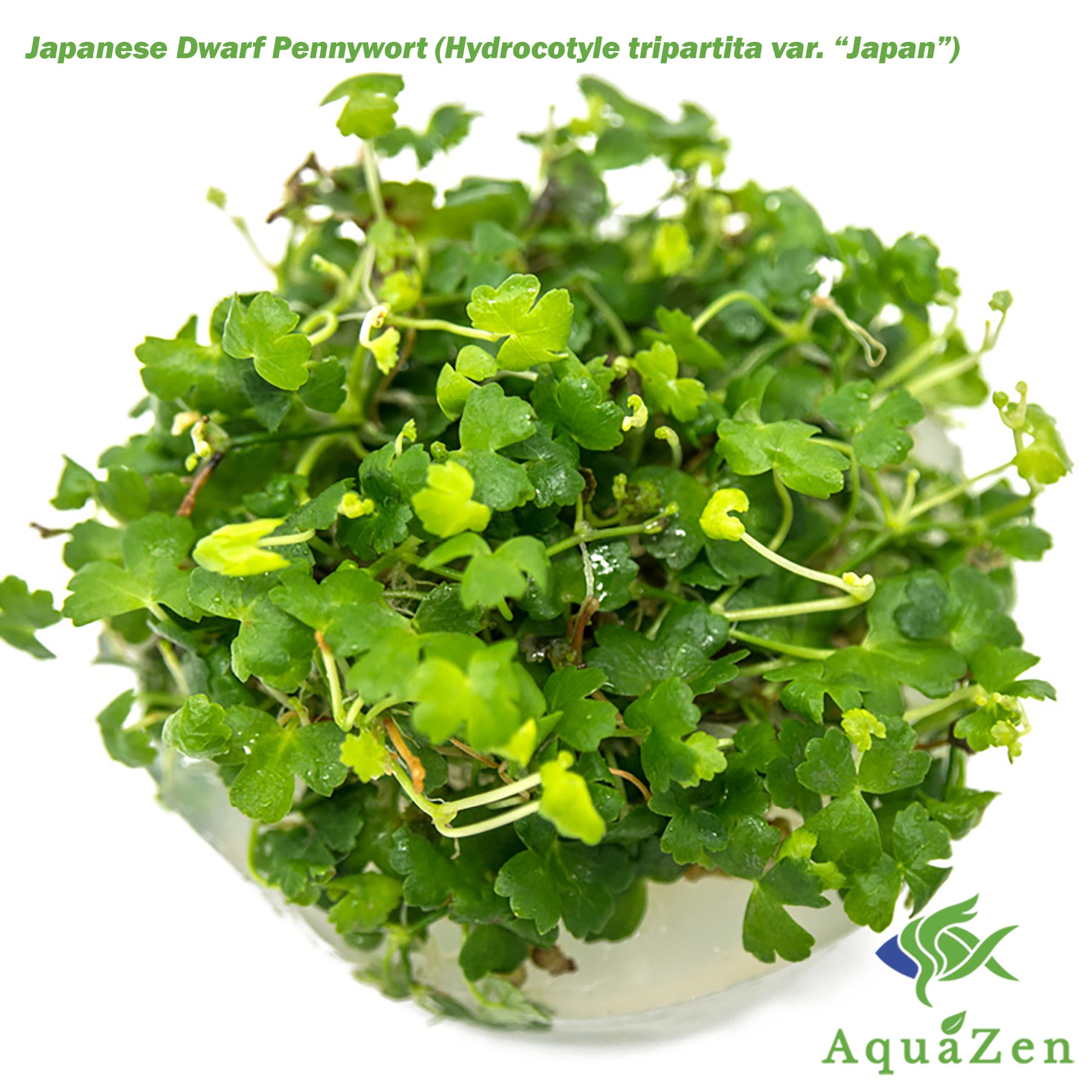 Japanese Dwarf Pennywort (Hydrocotyle tripartita) - Aquatic Arts