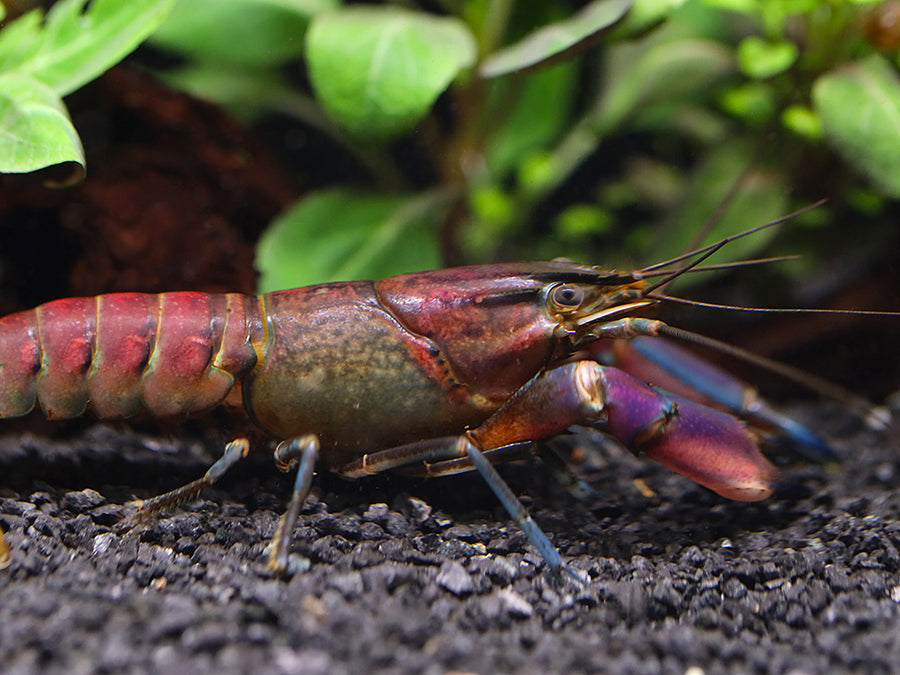 Cherax – Aquatic Arts